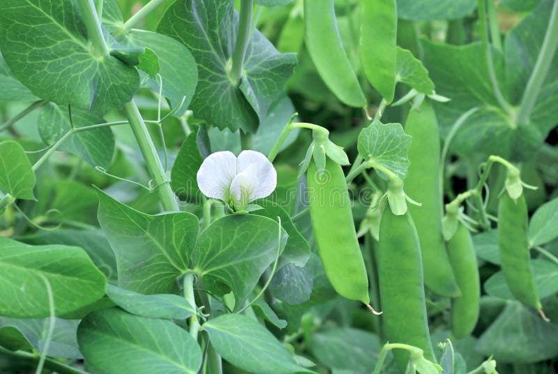 Pianta di piselli immagine stock. Immagine di selettivo - 13176681