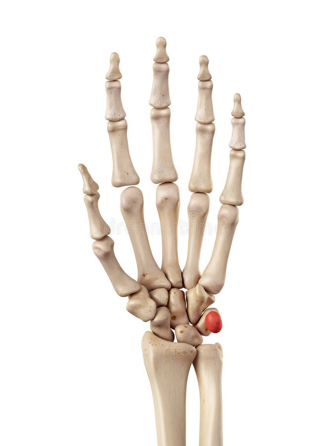 The Pisiform Bone Stock Illustration - Image: 56651979