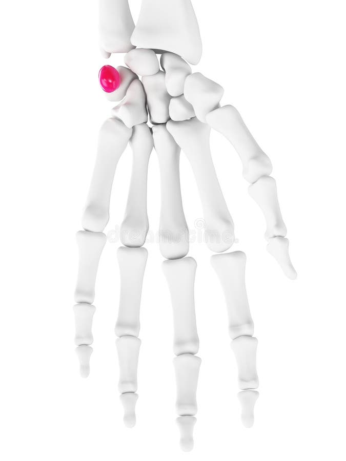 The pisiform stock illustration. Illustration of pisiform - 168625392