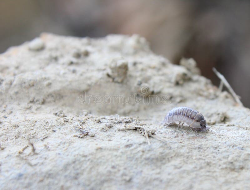 Pissebed stock foto. Image of portret, schepsel, insect - 26900960