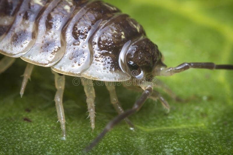 Pissebed Die (Isopoda) Op Een Rots Lopen Stock Foto - Image of insect ...