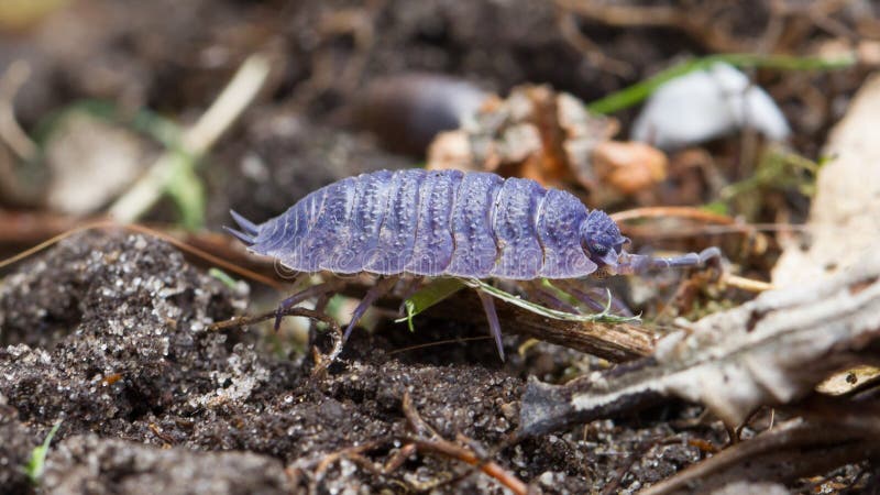 Pissebed het lopen stock foto. Image of insect, doodlepel - 31008222