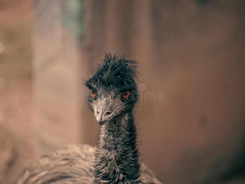 Angry Emu Stock Photos - Free & Royalty-Free Stock Photos from Dreamstime