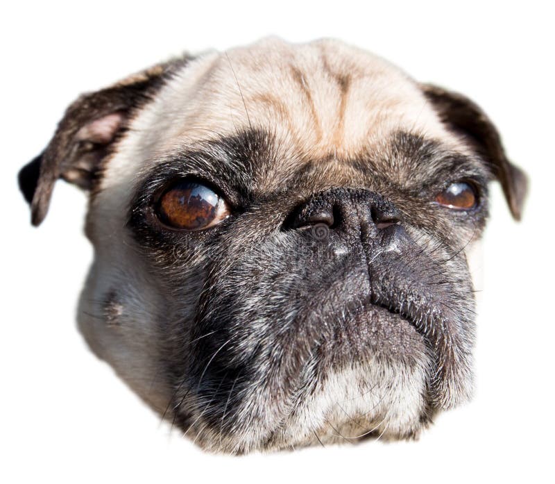 Off pug dog stock photo. Image of animal, amazing, amazed - 68698078