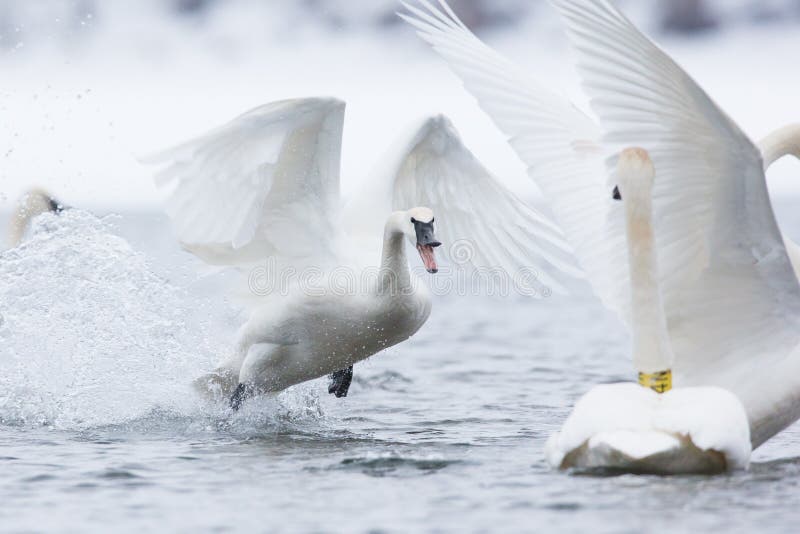 Off trumpeter swan stock image. Image of flowing, landing - 84624591