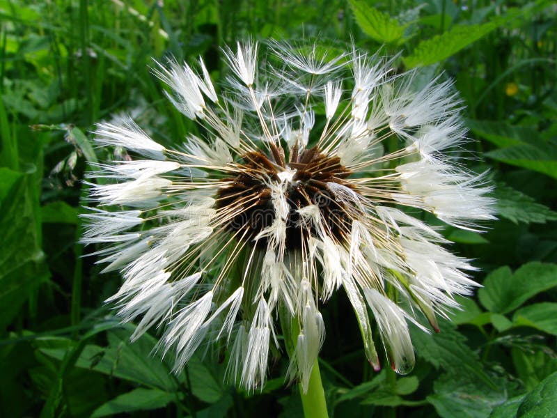 Pissenlit Humide Image. Image: 333184