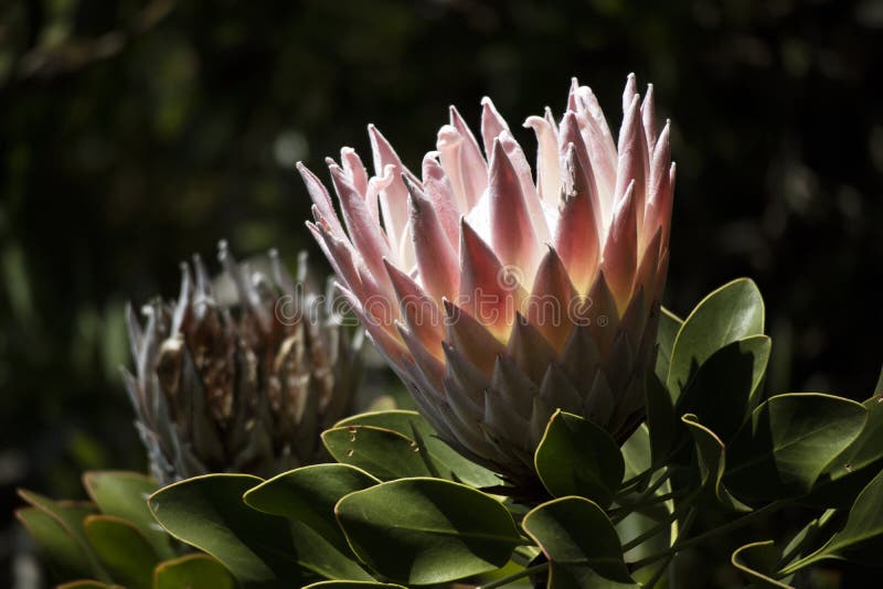 Pista De Flor De Rey Protea Foto de archivo - Imagen de florecimiento ...