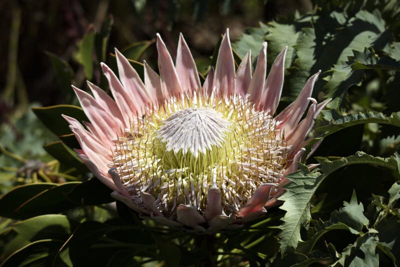 Pista De Flor De Rey Protea Foto de archivo - Imagen de grande ...