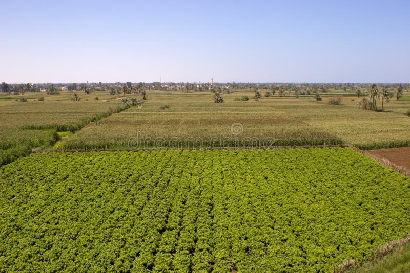 Pista de las vides imagen de archivo. Imagen de cuerpo - 10614879