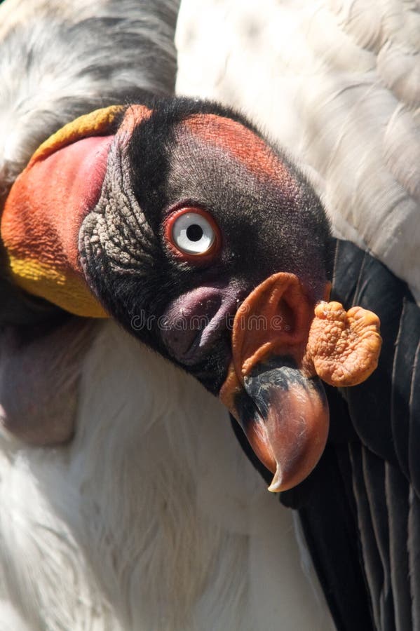 Buitre Rey Sarcoramphus Papa Gran Ave De Prey Familia Catartidae Cuerpo ...