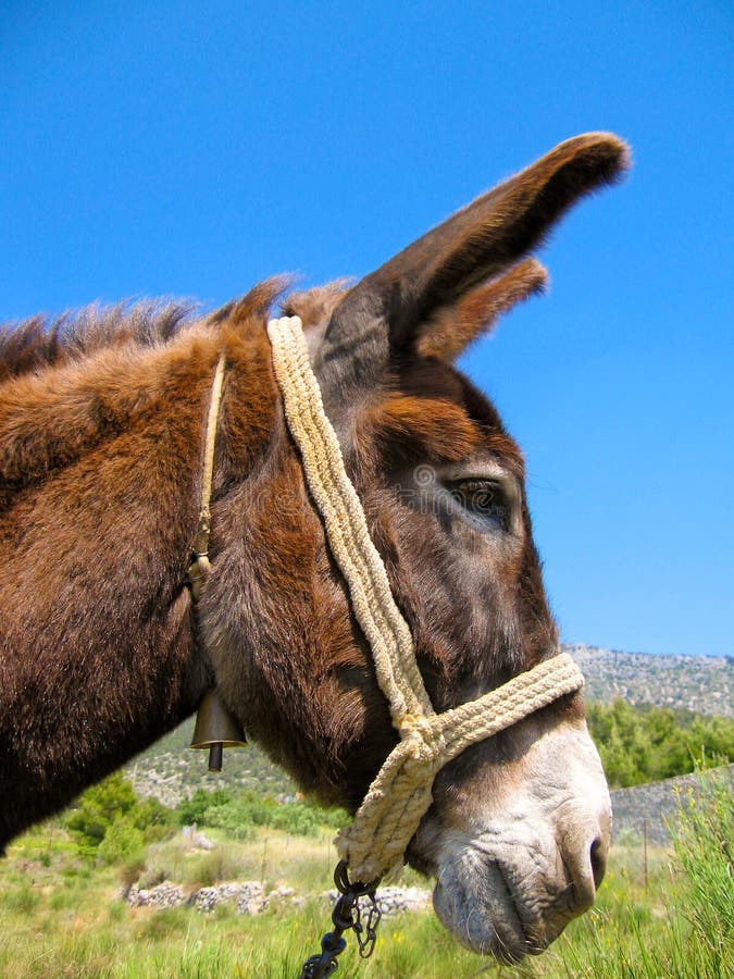 1,186 Lado Del Burro Fotos de stock - Fotos libres de regalías de ...