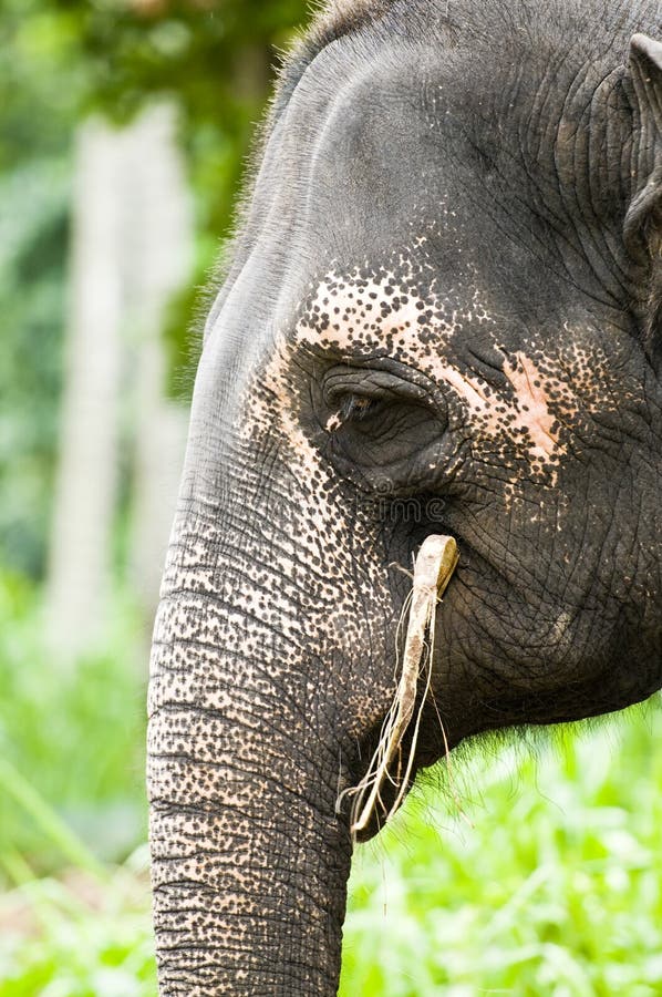 Pista del elefante foto de archivo. Imagen de coma, animal - 15717552