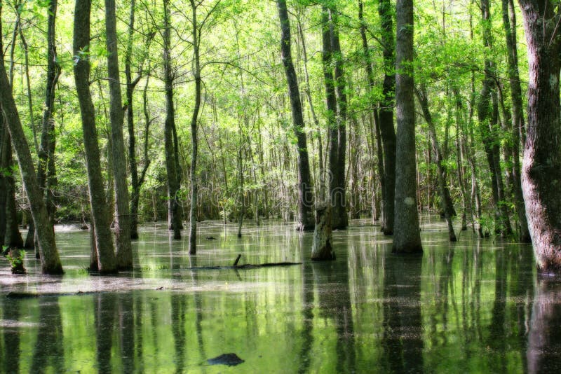 Pantano verde bello fondo imagen de archivo. Imagen de extracto - 185667441