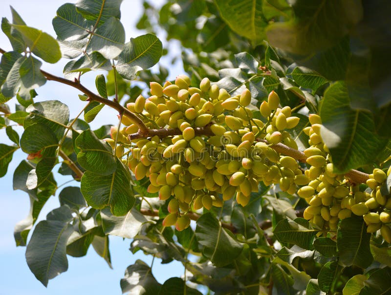 Pistacheboom stock afbeelding. Image of landbouw, vrucht - 41848775