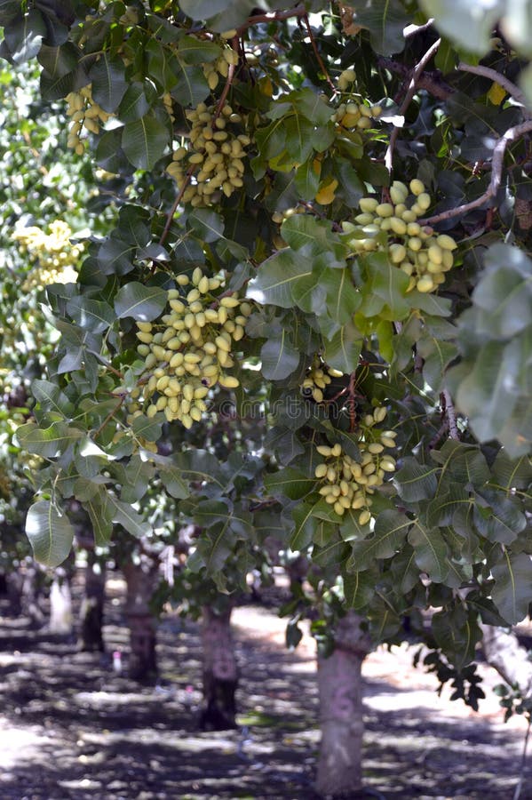 Pistacheboom stock foto. DTL_GENERAL_056 DTL_GENERAL_179 voorgerecht ...