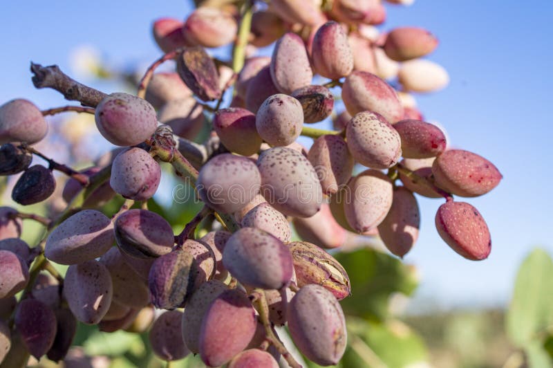 Pistachio fruit ripening stock image. Image of vitamin - 295574701