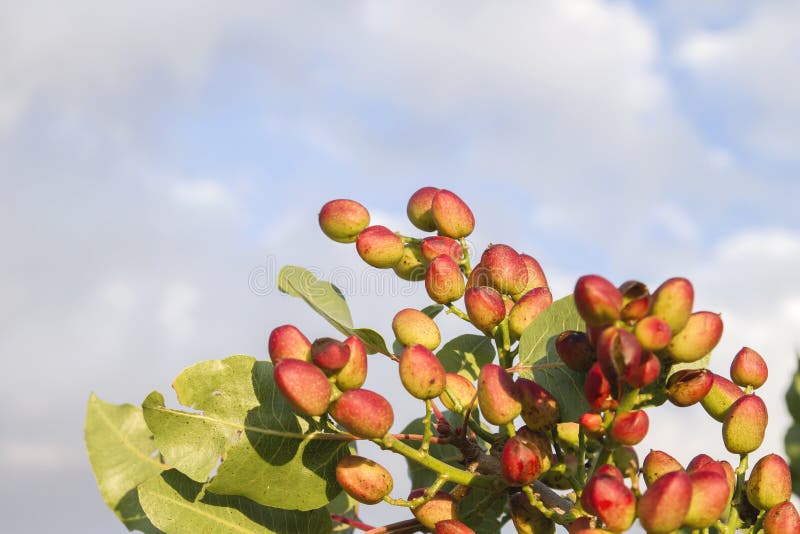 Pistachio Red Fruits Growing Close Up Stock Photo - Image of harvest ...