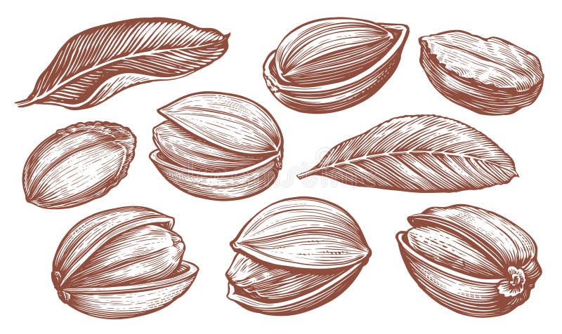 Pistachio Set and Tree Leaves. Whole, Crashed Ripe Nuts Sketch. Hand ...