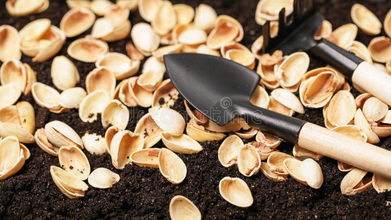 Pistachio Shells. Compost or Mulch Them for Your Garden Stock Image ...