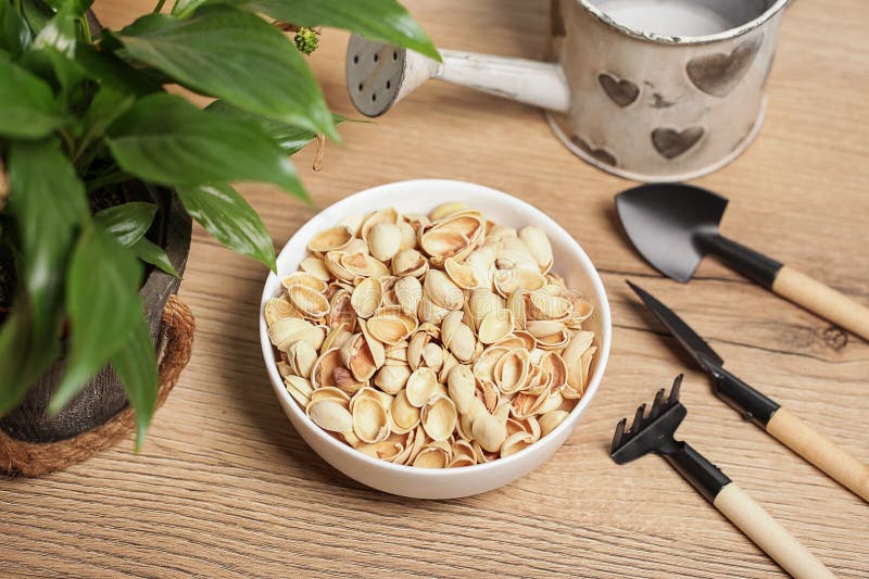 Pistachio Shells. Gardening. Mulching Soil Stock Image - Image of ...