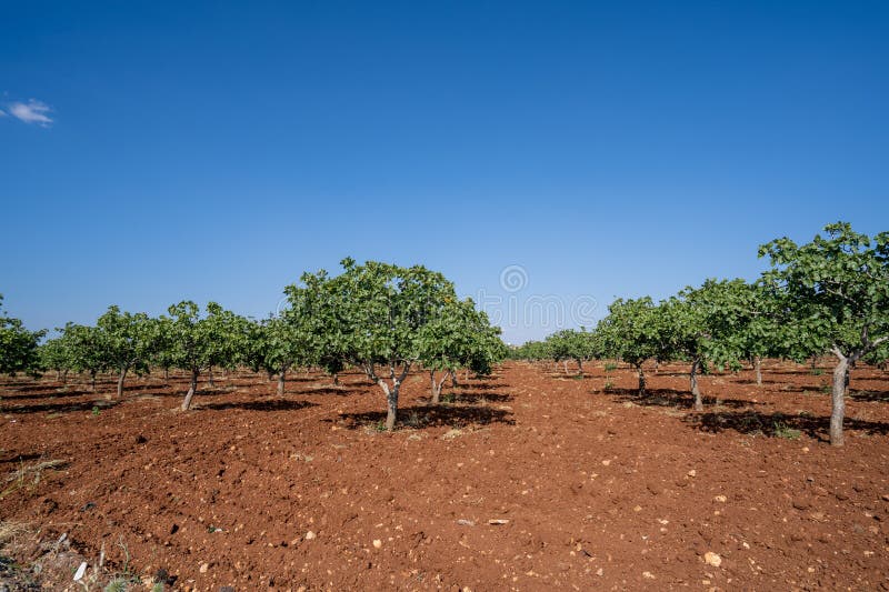 Pistachio Tree in an Earthen Field at Daytime Stock Image - Image of ...