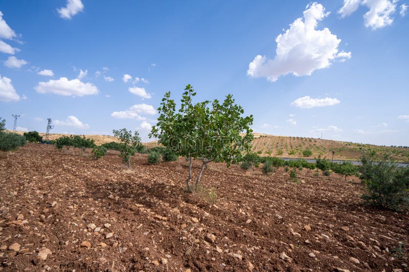 Pistachio Tree in the Field Stock Photo - Image of outside, vegan ...