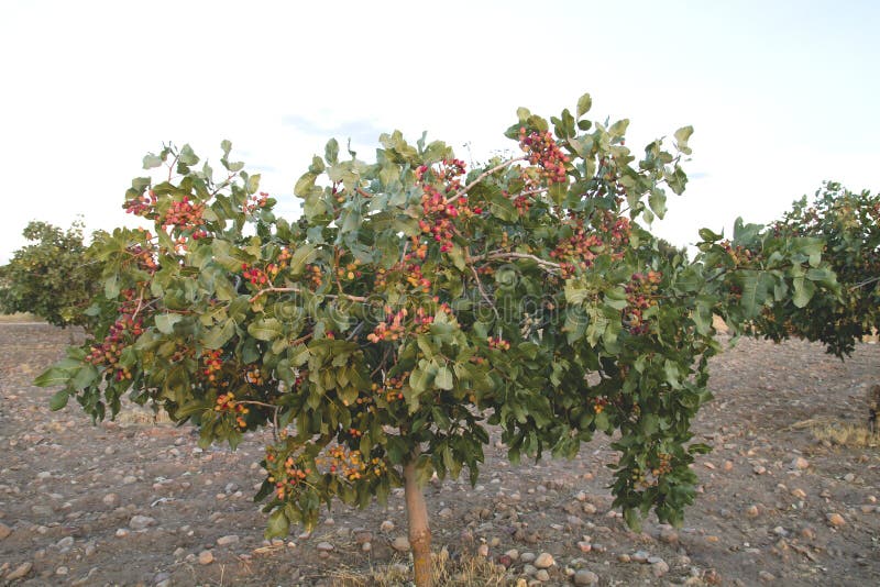 Pistachio Tree Full of Fruits Stock Photo - Image of field, close ...