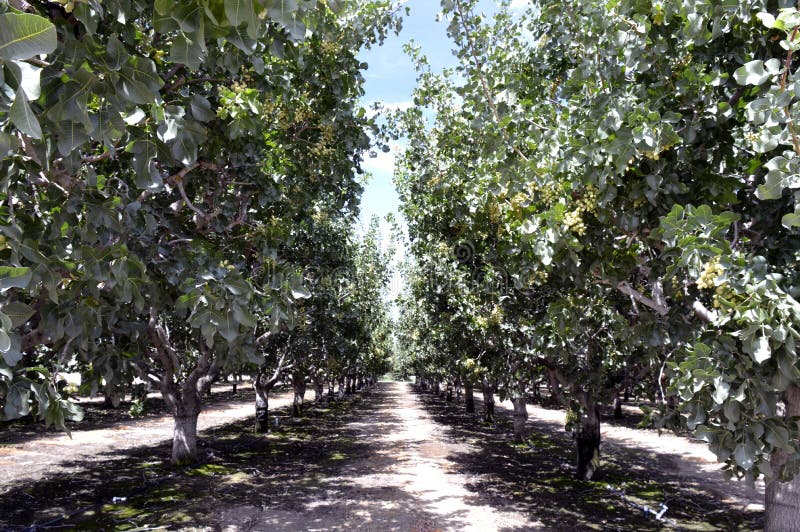 Pistachio tree. stock photo. Image of ripe, ripening - 42893242