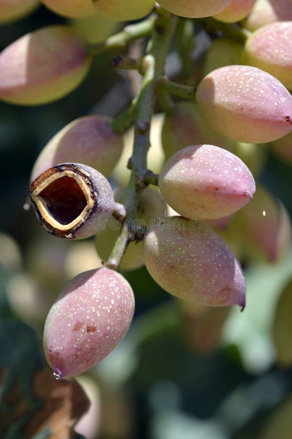 Pistachio tree stock image. Image of abundance, shell - 58617291