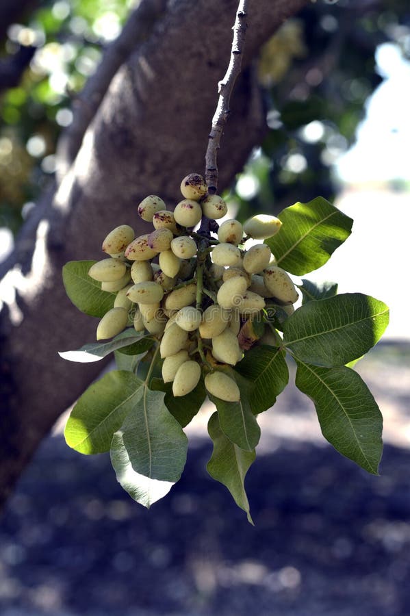 Pistachio tree stock photo. Image of growing, clusters - 58664954