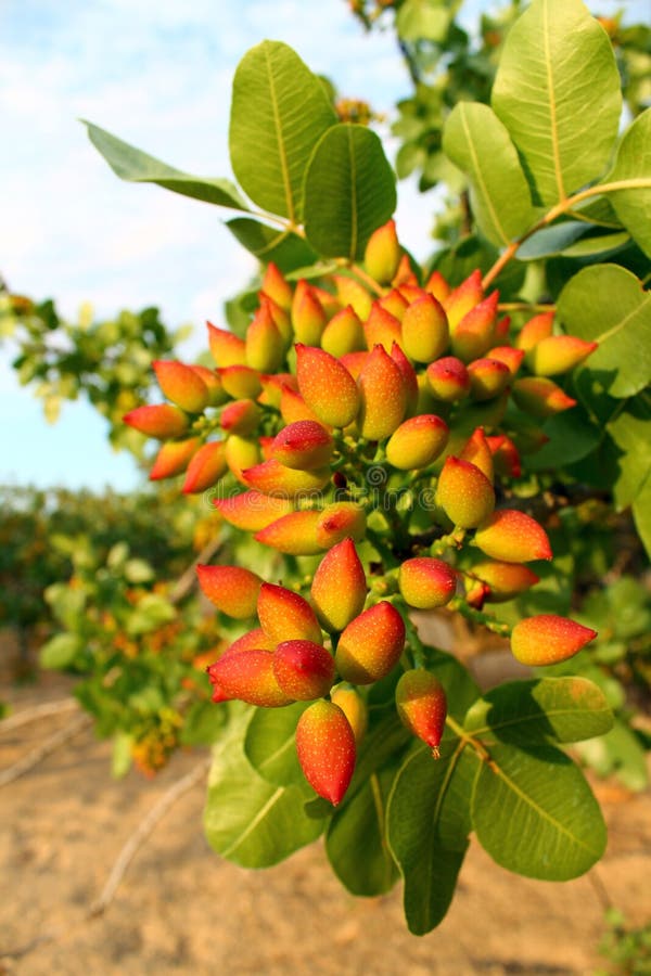 Pistachio Tree stock photo. Image of leafs, original - 31016192
