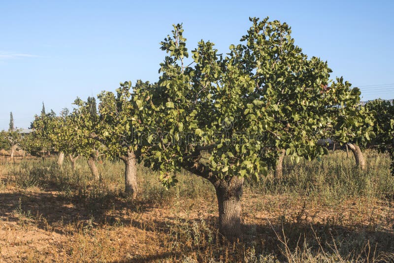 Pistachio trees stock photo. Image of outdoors, green - 49996530