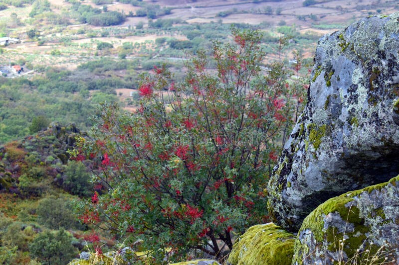 Pistacia Terebinthus, Also Called the Terebinth, with Fruits Stock ...