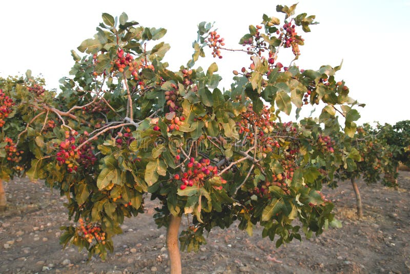 Pistacia Vera Tree with Fruits Stock Photo - Image of close, edible ...