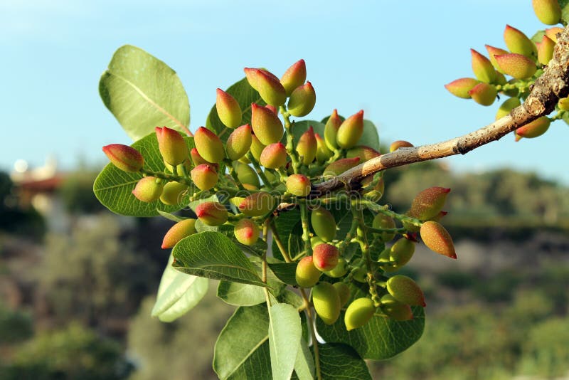 Pistazien-Baum stockfoto. Bild von muttern, landwirtschaft - 31016094