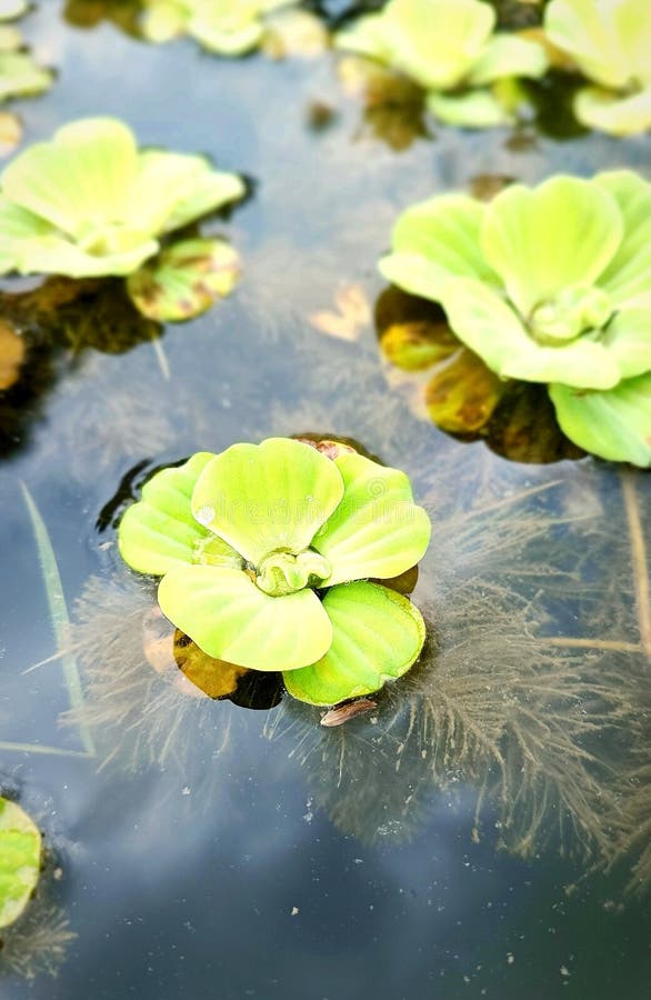 Pistia Stratiotes, Beautiful Floating Plants. Stock Photo - Image of ...
