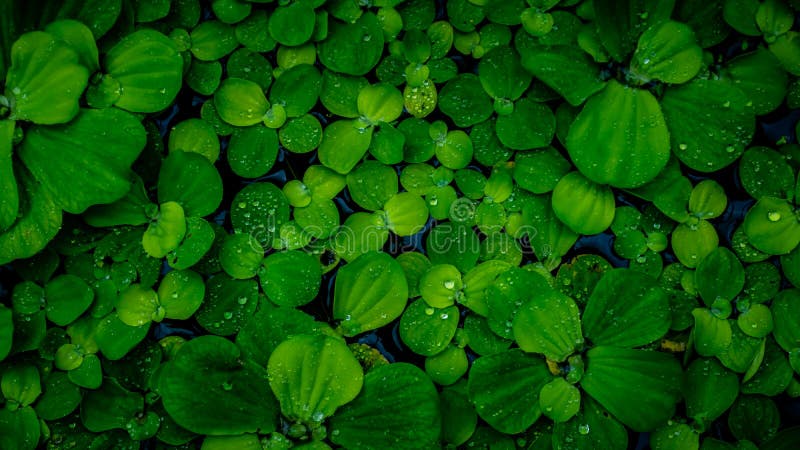 Pistia Stratiotes Plants Floating on Water Stock Image - Image of fresh ...