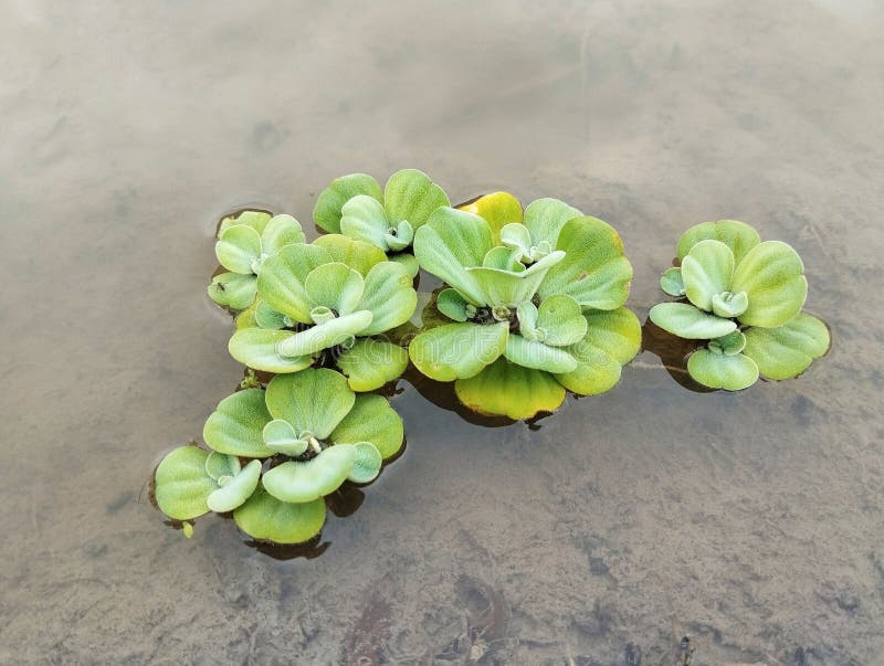 Pistia Stratiotes Water Cabbage Rice Field Area Stock Photos - Free ...