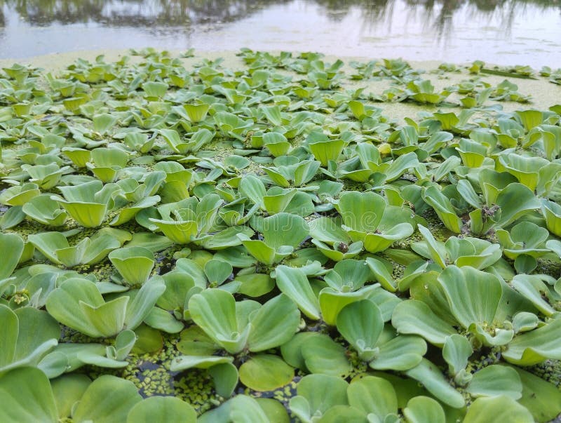 Pistia Stratiotes or Water Cabbage in the Rice Field Area Stock Photo ...