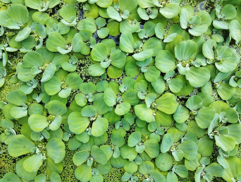 Pistia Stratiotes or Water Cabbage in the Rice Field Area Stock Image ...
