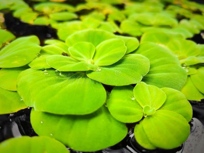 Pistia Stratiotes Water Lettuce Stock Image - Image of pistia, lettuce ...