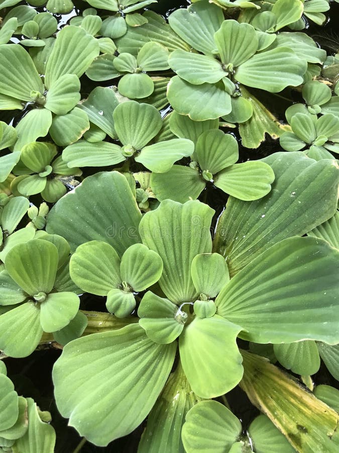 Pistia Stratiotes or Water Lettuce. Stock Image - Image of cute ...