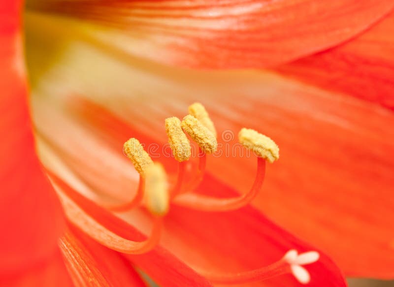 Pistil stock image. Image of flora, beauty, fragrant - 24131331