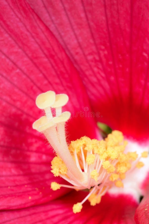 The pistil hibiscus. stock image. Image of pistil, yellow - 101957575