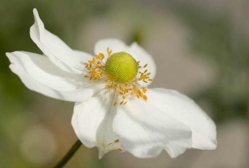 Pistil immagine stock. Immagine di colore, fioritura - 65296689