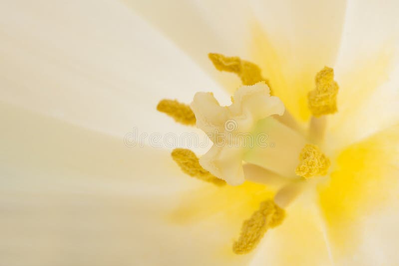 Pistil of a flower stock photo. Image of macro, single - 30860628