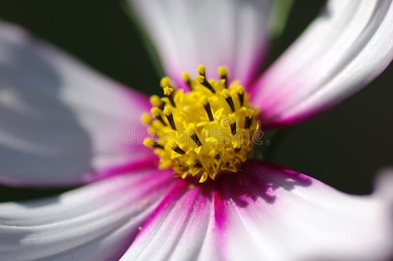 Galsang Flower Field in Sunset Stock Image - Image of purple, park ...