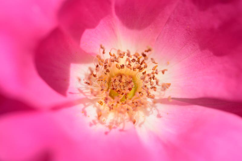 Pistil stock image. Image of flora, beauty, fragrant - 24131331