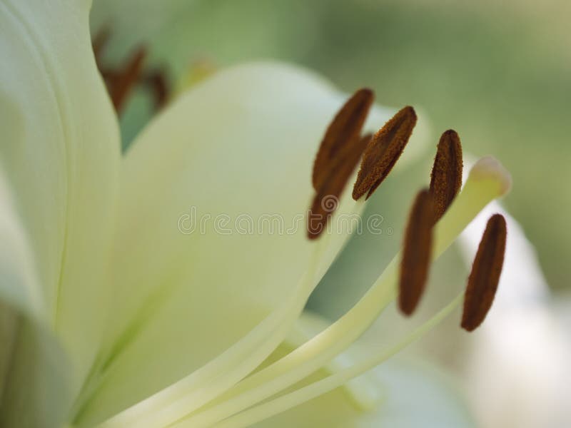 Pistil and Stamens of Lily Covered with Pollen, Macro Photo Stock Photo ...