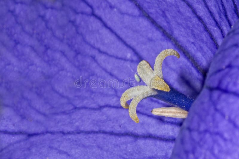Pistillo Viola Di Bianco Del Fiore Fotografia Stock - Immagine di ...